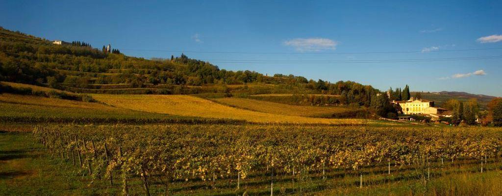 Domenico Fraccaroli - Vendita vino online
